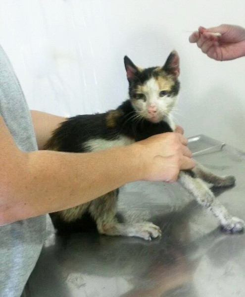 Calico unspayed friendly female._edt - Nine Lives Greece