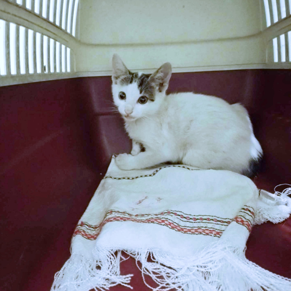 Colona - Nine Lives Greece