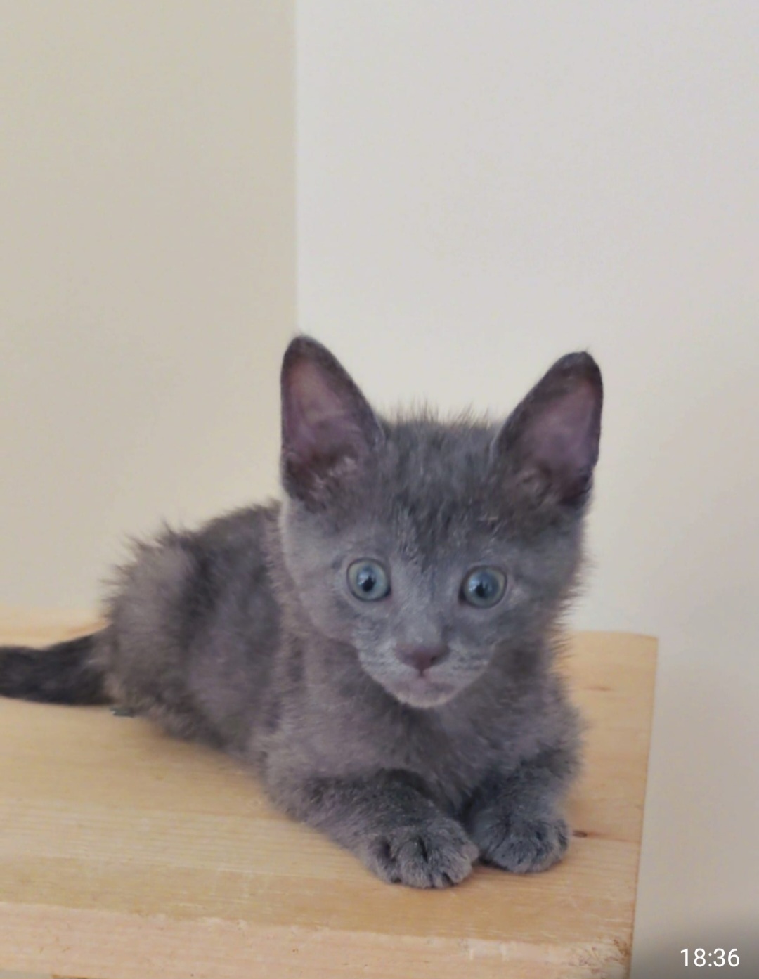 Robin - Nine Lives Greece